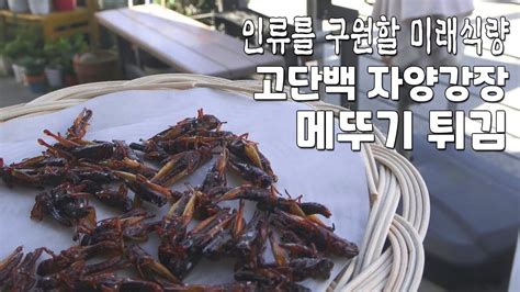 자양강장 미래식량 고단백 곤충 요리 메뚜기 튀김 시골일상 52 Youtube