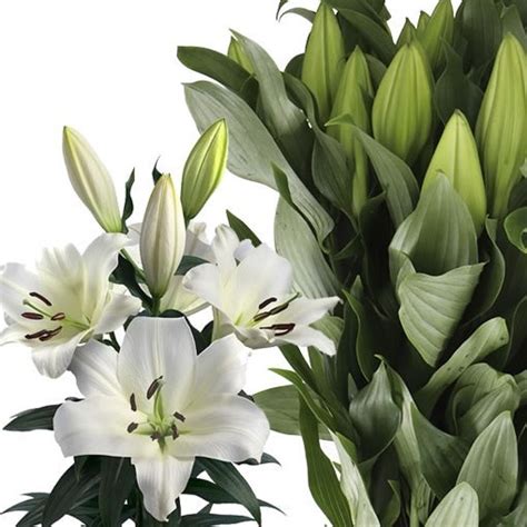 LILY ORIENTAL LOWLAND 95cm 4 Wholesale Dutch Flowers Florist Supplies UK