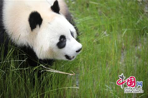 九寨沟熊猫园掠影虽然是黑白照片但给你五彩世界 中国政协 中国