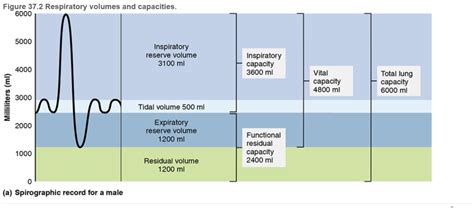 Respiratory Graph Diagram Quizlet