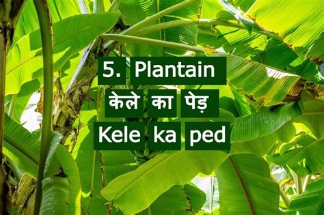 Trees Name In Hindi And English Theaugustbabe On Tumblr