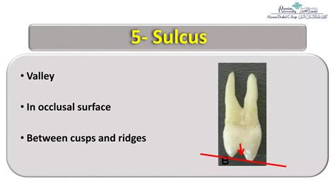 2 Anatomical Landmarks And Dental Tissues Pptx