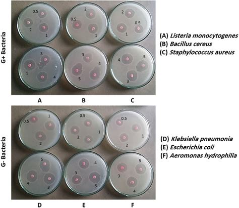 Green Nanotechnology For Controlling Bacterial Load And Heavy Metal Accumulation In Nile Tilapia