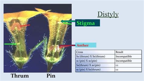 Self Incompatibility In Plants Pptx Gardening Home And Garden