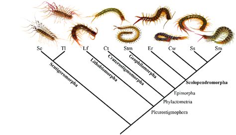 Phylogenetic Relationships Of The Species Analyzed In This Study Names