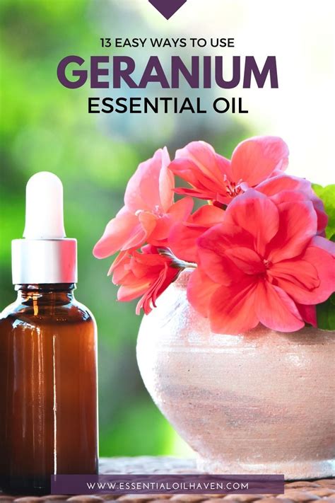 13 Benefits And Uses For Geranium Essential Oil Pelargonium Graveolens Artofit