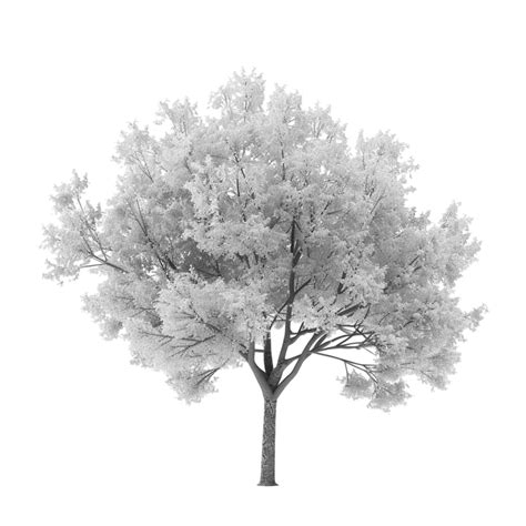 Tree In Infrared On Transparent Background 46853543 PNG