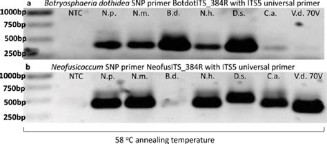 Pcr With Downstream Primers Bearing A Single 3 Snp Paired With The