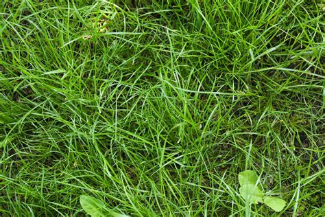 The Most Common Grass Types