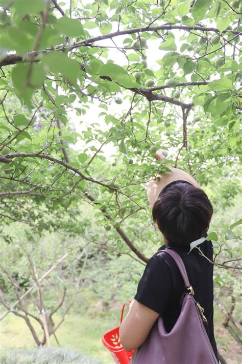 巾帼共创 “青梅正当时 携手话共富”吉山话发展活动举行澎湃号·政务澎湃新闻 The Paper