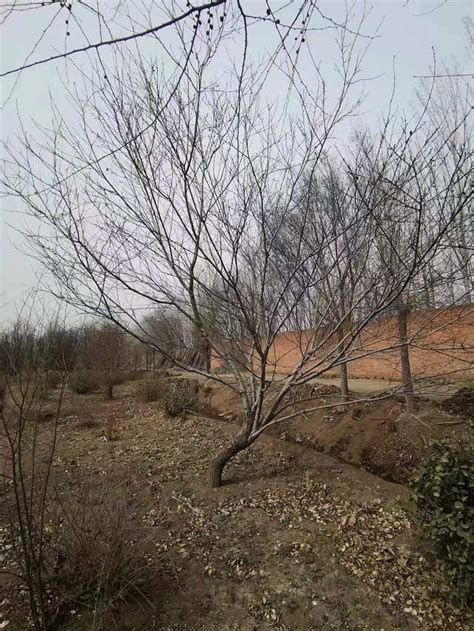 碧桃