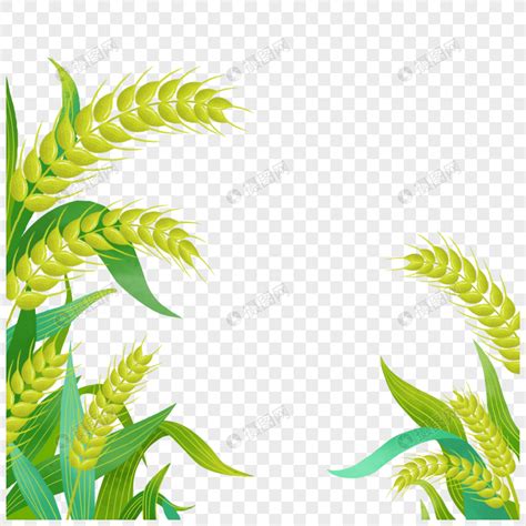 手绘绿色粮食小麦元素素材下载 正版素材401723893 摄图网