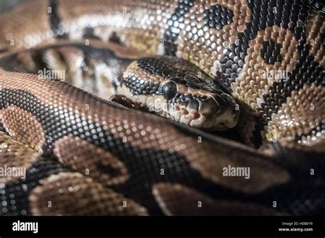 Royal Python Or Ball Python Python Regius Stock Photo Alamy