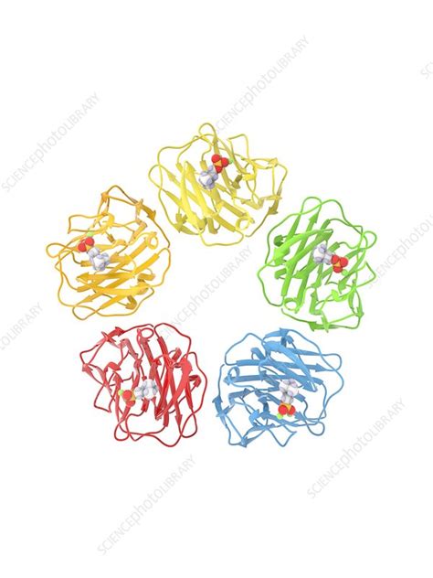 C Reactive Protein Molecule Stock Image C026 2718 Science Photo Library