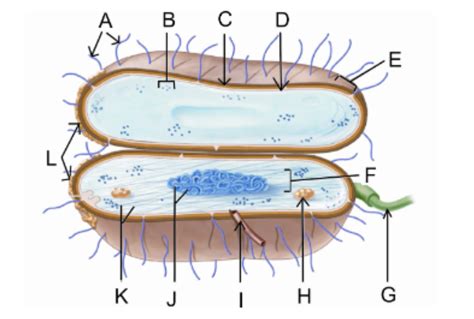 Chapter Prokaryotes Diagram Quizlet