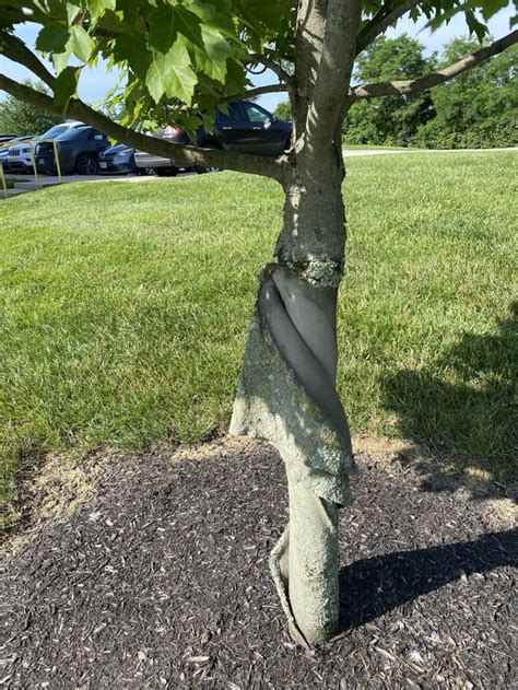 Should We Remove This Fabric Rarborists