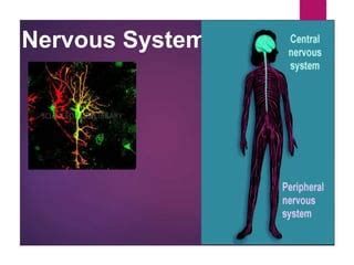 Nervous System Ppt Pptx Anatomy System Of Nerves PPT