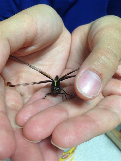 Dragonfly Neural Recordings Details