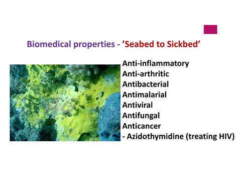 Sponge Taxonomy Biology Habitat Threat Ppt