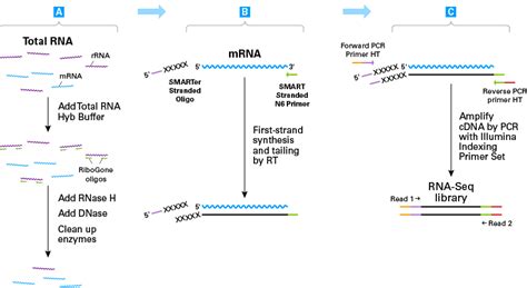 Rna Seq Illumina