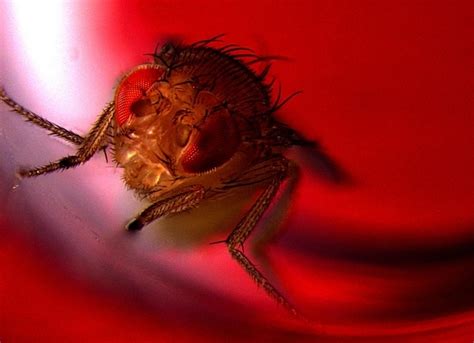 Male Fruit Flies Take Pleasure In Having Sex The Scientist