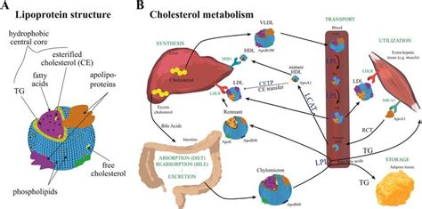 Hdl Cholesterol Structure