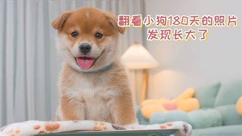 翻看小奶狗180天的每日照片，发现狗子长大了高清1080p在线观看平台腾讯视频