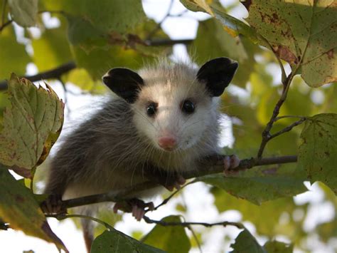 Opossum Wallpapers Wallpaper Cave