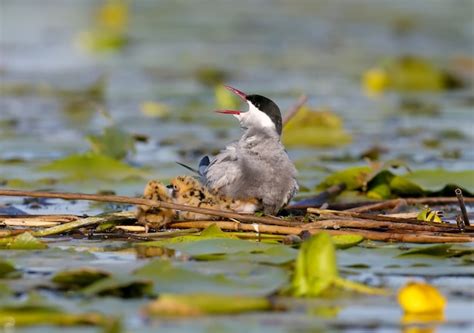 Premium Photo A Female Whiskered Tern With Three Chiks Sits In The