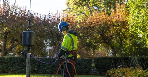 Reliable Tree Trimming Services In MA And CT North Eastern Tree Service