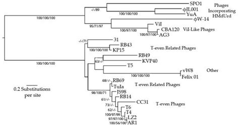 Phylogenetic Tree Of Genes Initially Identified As Thymidylate Download Scientific Diagram