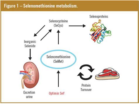 Why Check Selenomethionine Levels In Selenium Yeast All About Feed