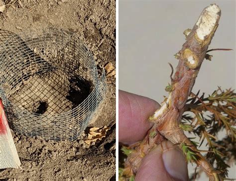 Planting A Sequoia Seedling Sequoia Sentinels