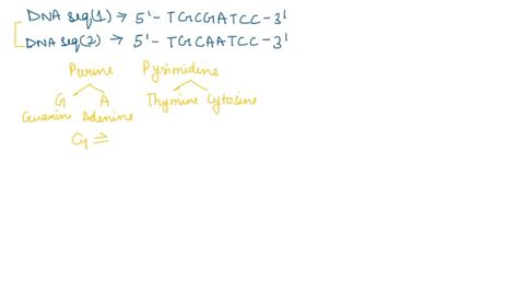 solved question 2 1 point the following dna sequence 5 tgcgatcc 3 is mutated to tgcaatcc 3