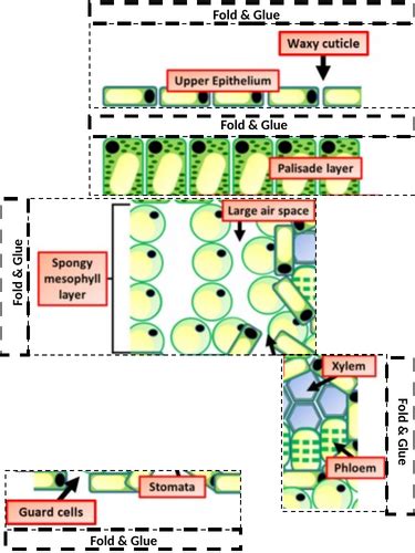 Gcse Aqa Biology Science Leaf Structure And Photosynthesis Lesson Teaching Resources