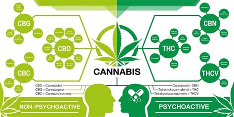 Types Of Cannabinoids Drugs Royal Cbd News