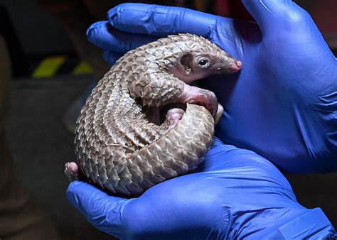 Pangolin Pet
