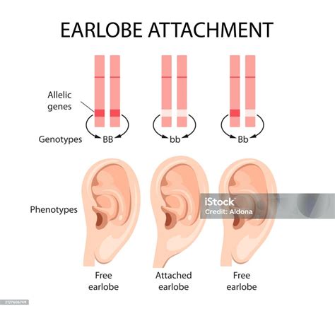 Attached Earlobe And Free Earlobe Stock Illustration Download Image Now Anatomy Attached