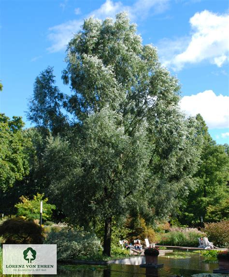 Salix alba 'Liempde' | Baumschule LvE