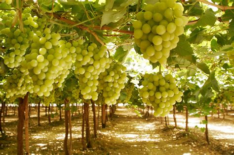 مهندسى إنتاج العنب للتصدير