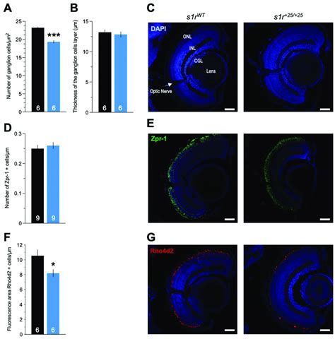 Morphological Analysis Of The Neurons In The Zebrafish Retina A