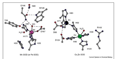 Superoxide Dismutase Structure