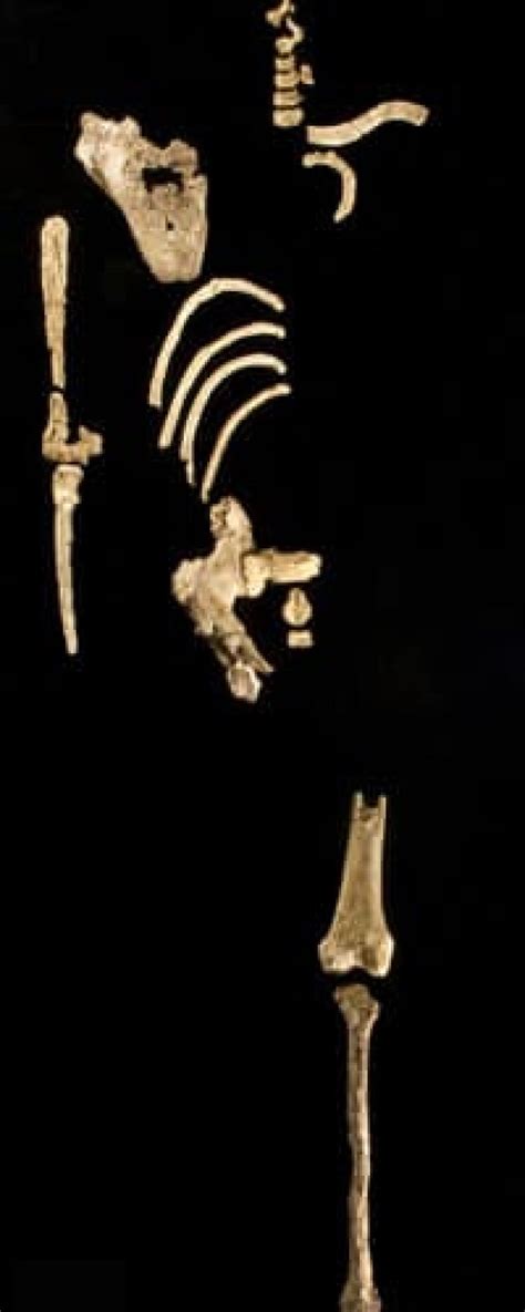Australopithecus Anamensis Fossils
