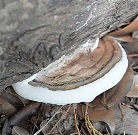 コフキサルノコシカケ Ganoderma applanatum マンネンタケ科 Ganodermataceae マンネンタケ属 三河の植物観察野草