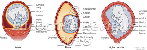 Jane Whitney Embryology And Reproduction Jane Whitney Embryology And Reproduction