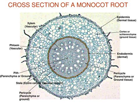 Plants With Monocot Roots At Kayla Olney Blog