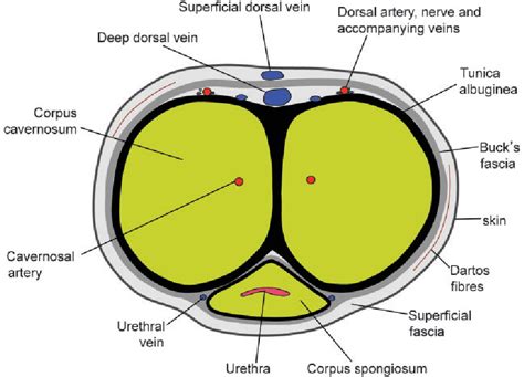 Figure 8 From Mri Of The Penis Semantic Scholar
