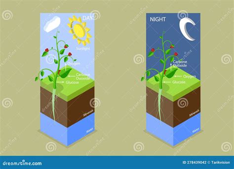 Photosynthesis And Cellular Respiration Diagram Cartoon Vector