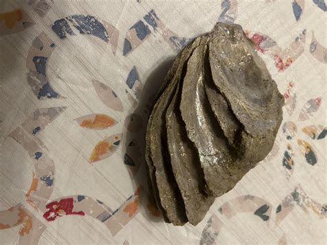 Abalone Fossil Rfossils