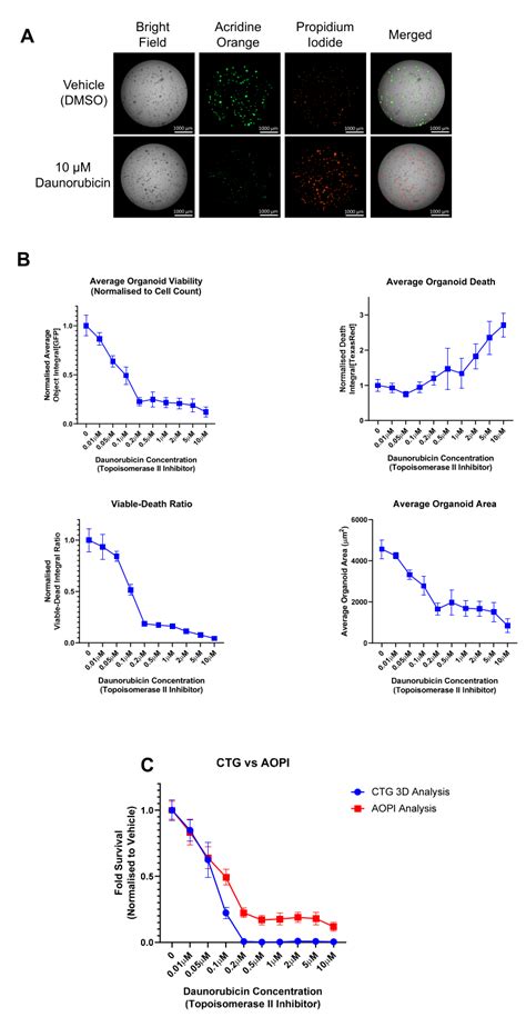 Multiplexed Live Cell Imaging For Drug Responses In Patient Derived